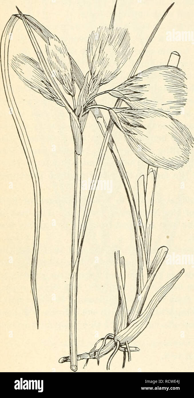 . A descriptive catalogue of useful fiber plants of the world ...