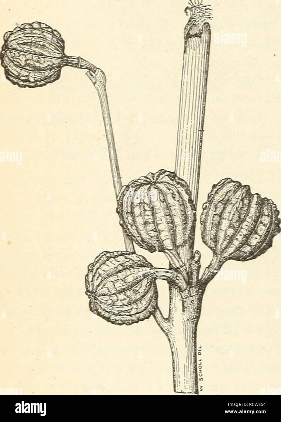 . A descriptive catalogue of useful fiber plants of the world ...