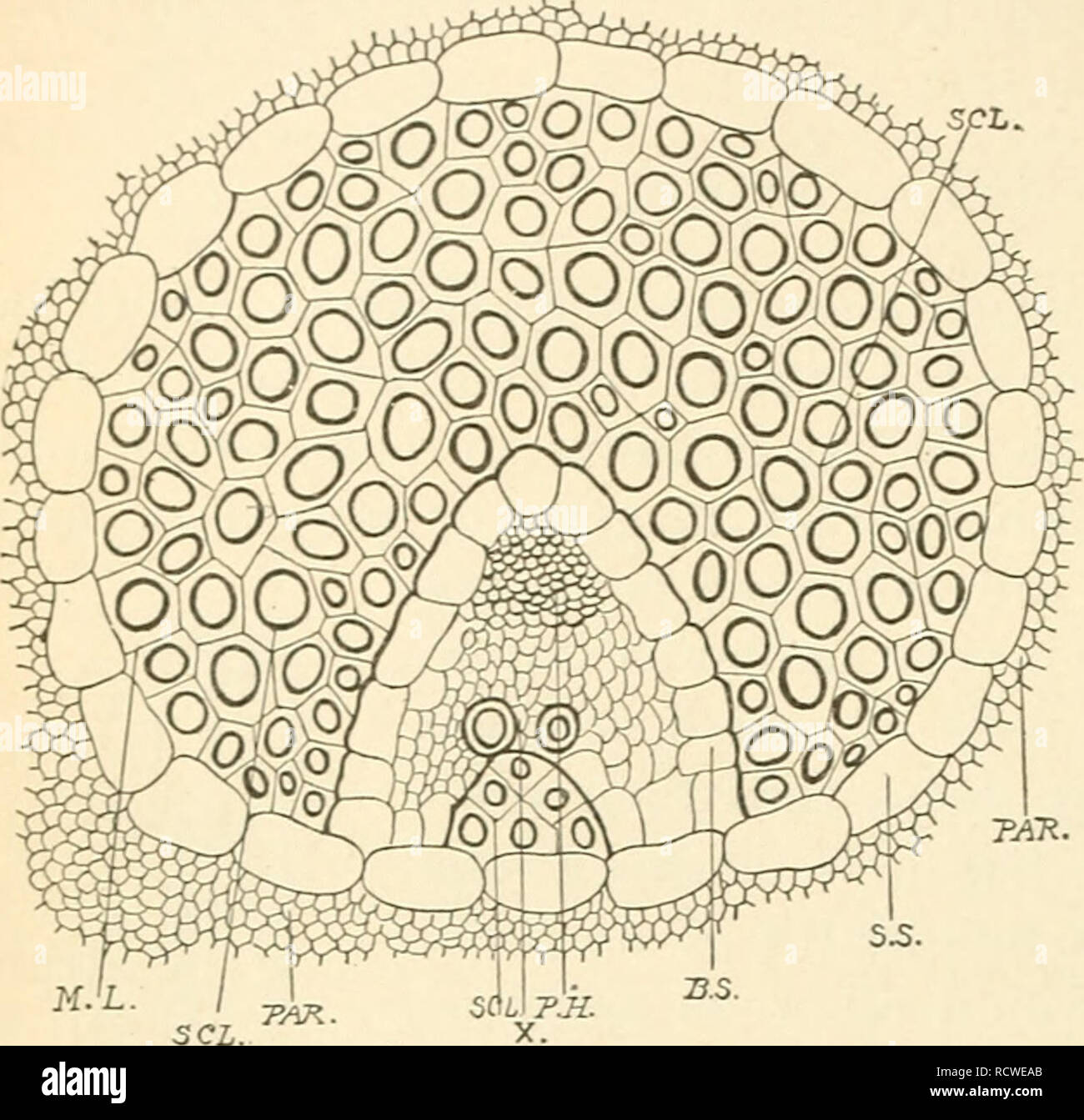 . A descriptive catalogue of useful fiber plants of the world ...