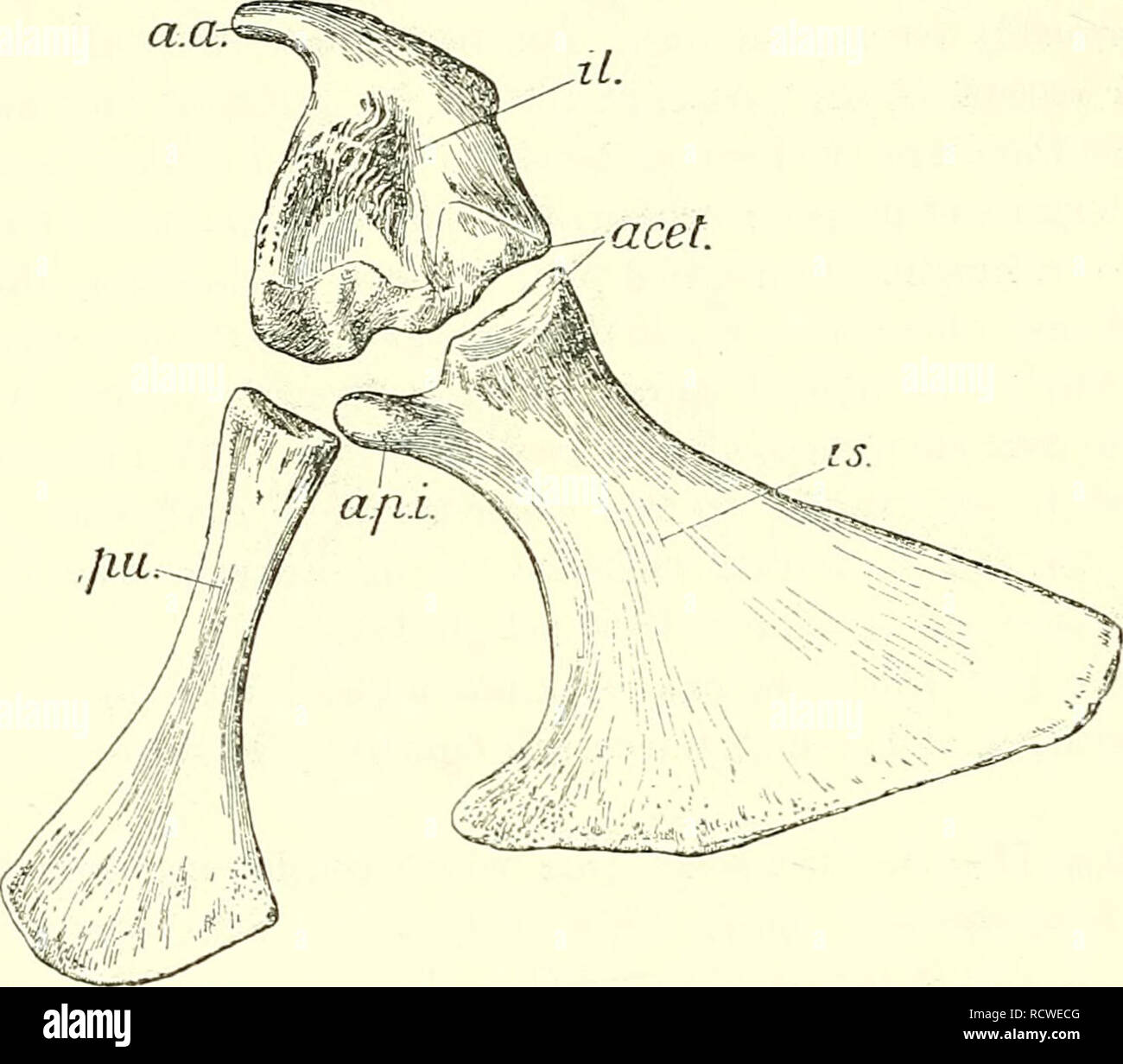 Acetabular notch hi-res stock photography and images - Alamy