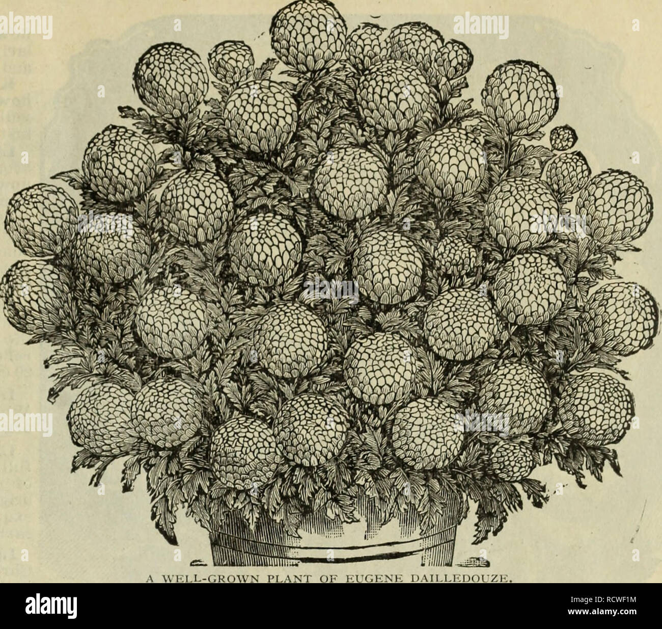 . Descriptive catalogue : trees plants seeds.. Trees Catalogs; Flowers ...