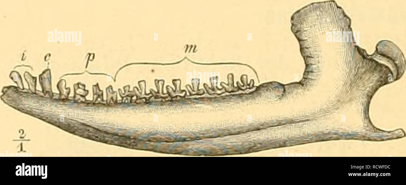 Amphitherium prevosti hi-res stock photography and images - Alamy