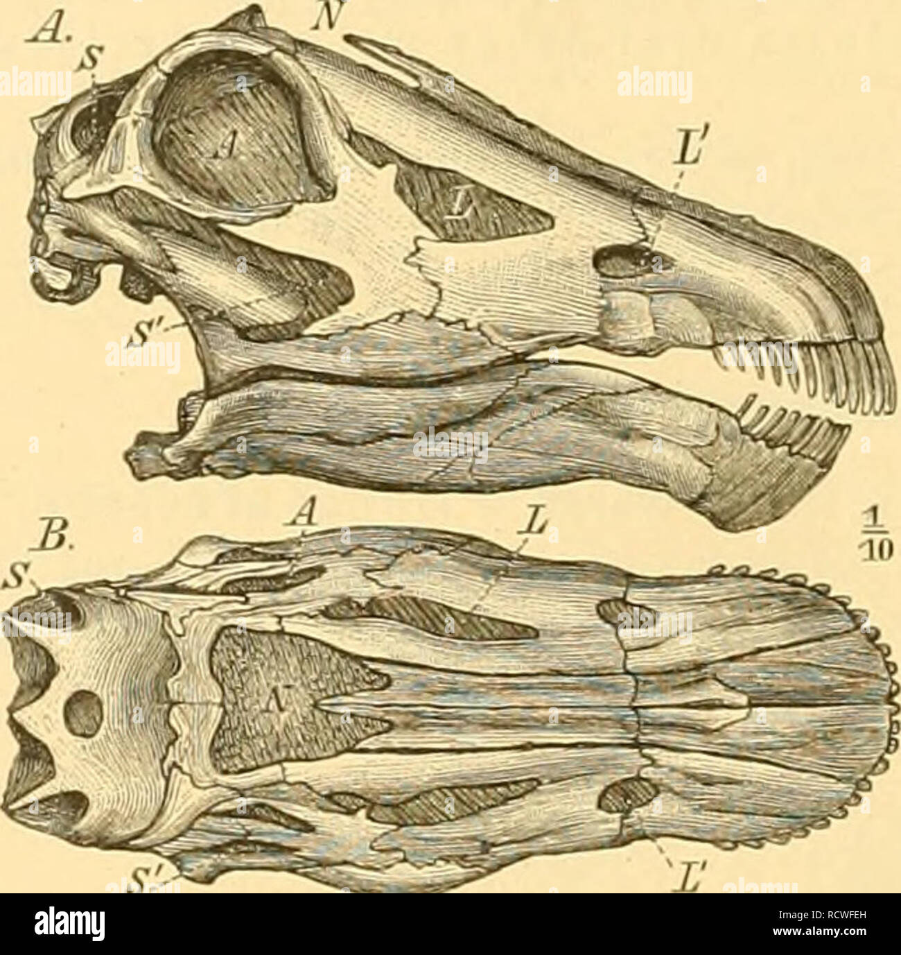 . Elemente der paläontologie bearbeitet. Paleontology. 662 1 ...