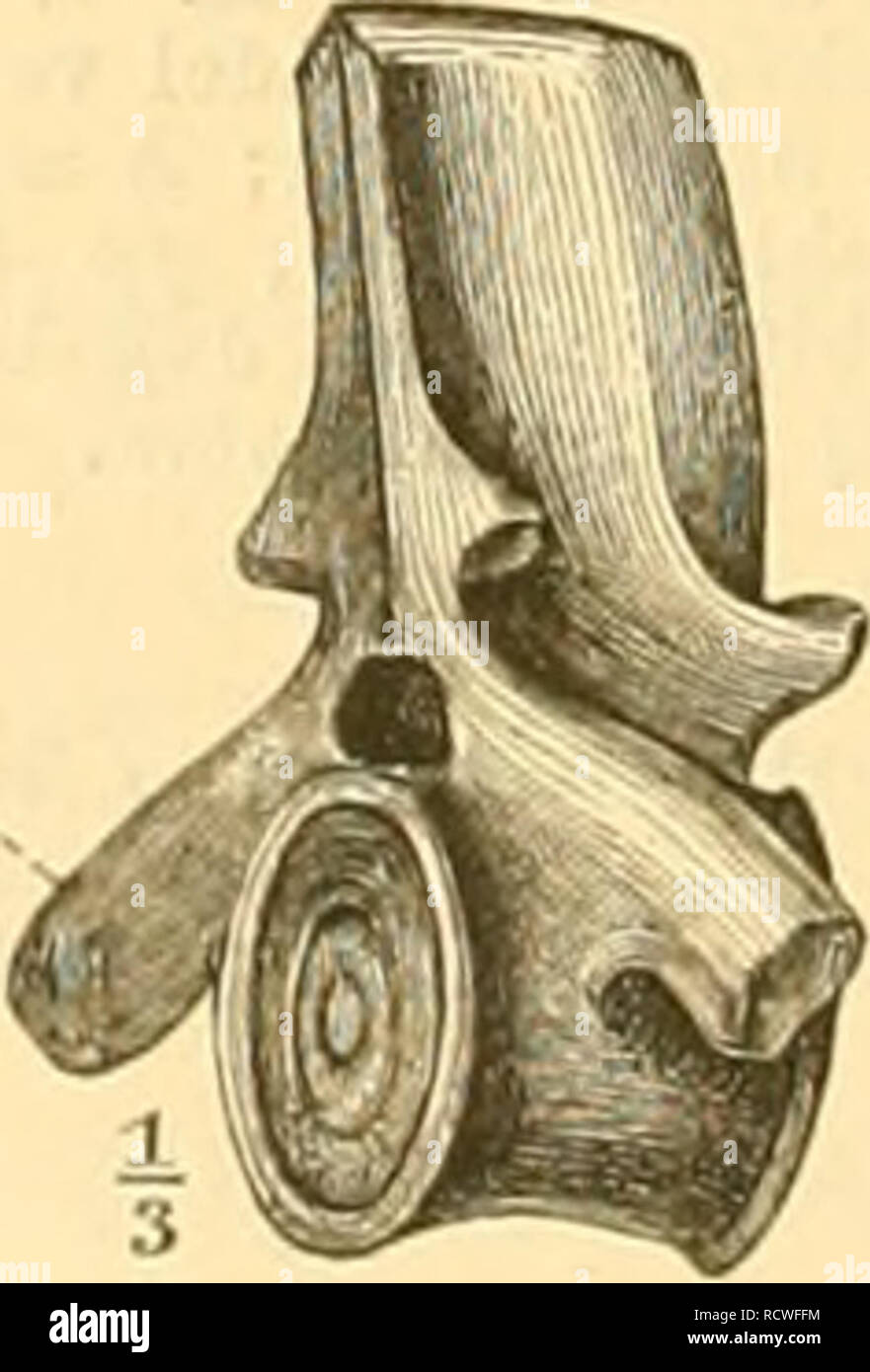 Plesiosauridae hi-res stock photography and images - Alamy