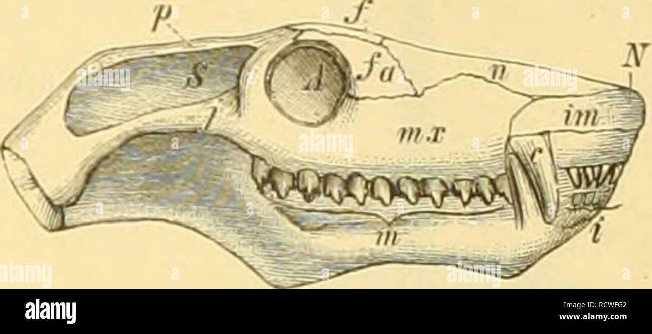. Elemente der paläontologie bearbeitet. Paleontology. I. Thierreicil ...