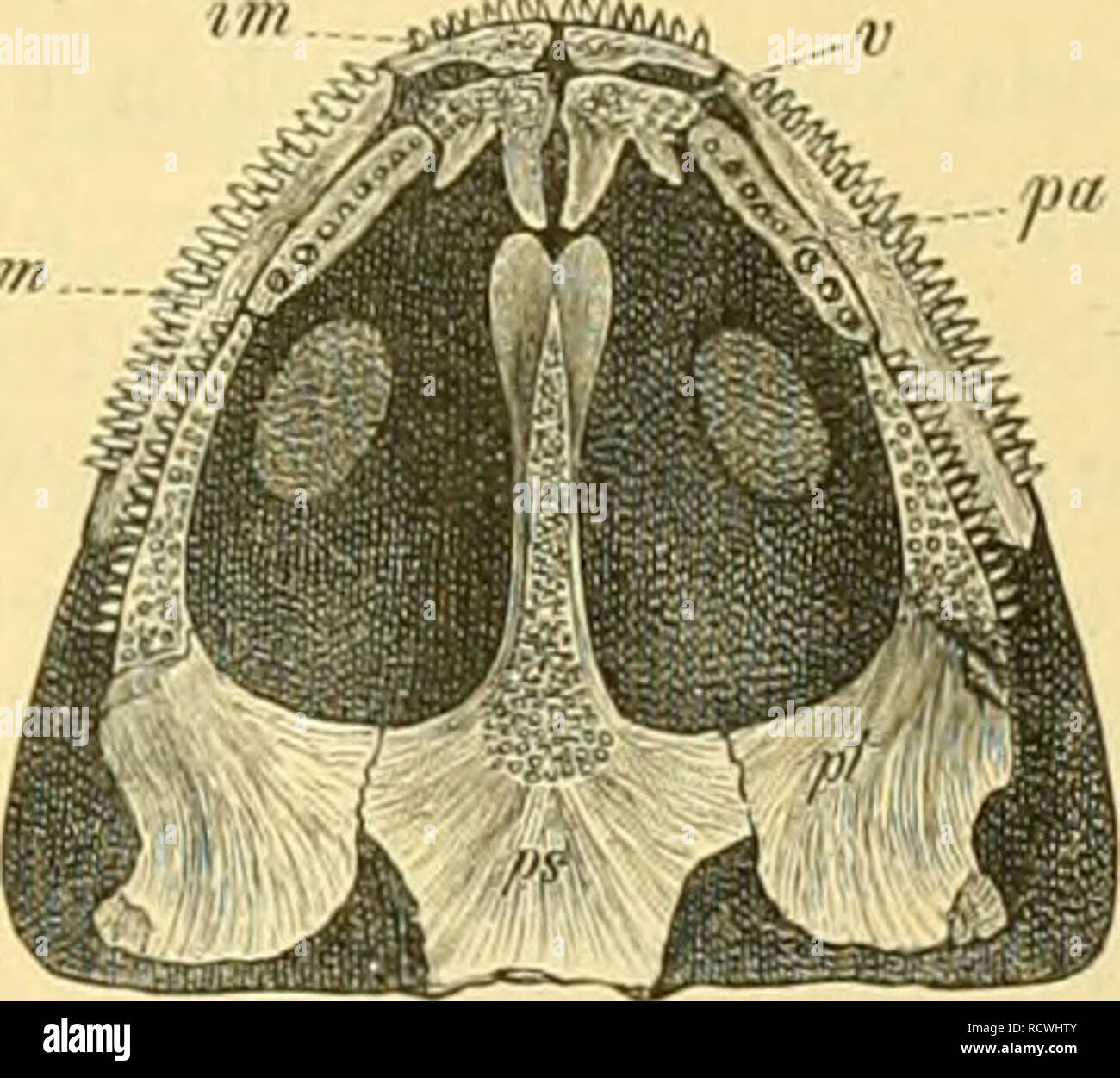 Os palatinum hi-res stock photography and images - Alamy