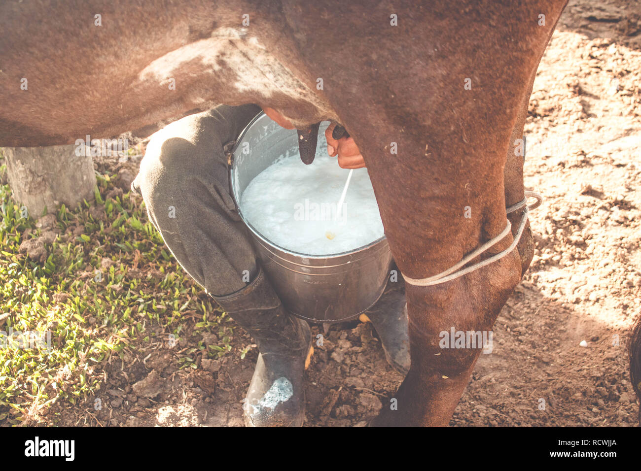 Farmer Milking a cow by Hand, Canavieiras, Bahia, Brazil Stock Photo ...
