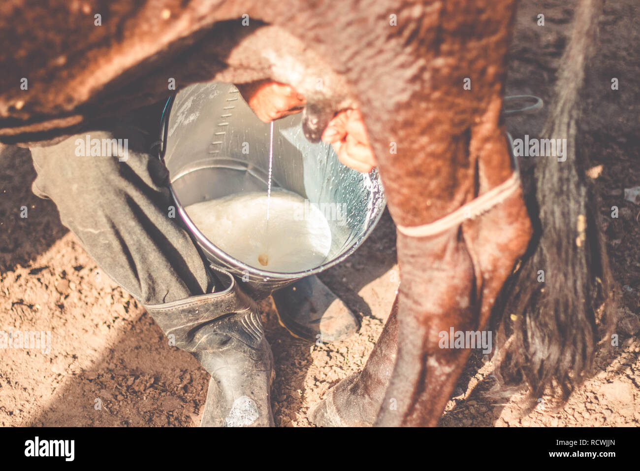 Farmer Milking a cow by Hand, Canavieiras, Bahia, Brazil Stock Photo ...