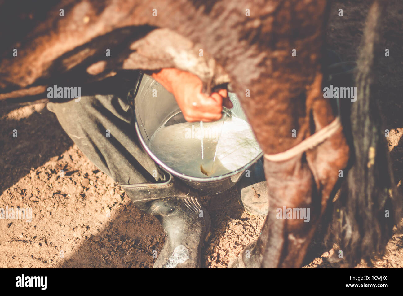 Farmer Milking a cow by Hand, Canavieiras, Bahia, Brazil Stock Photo ...