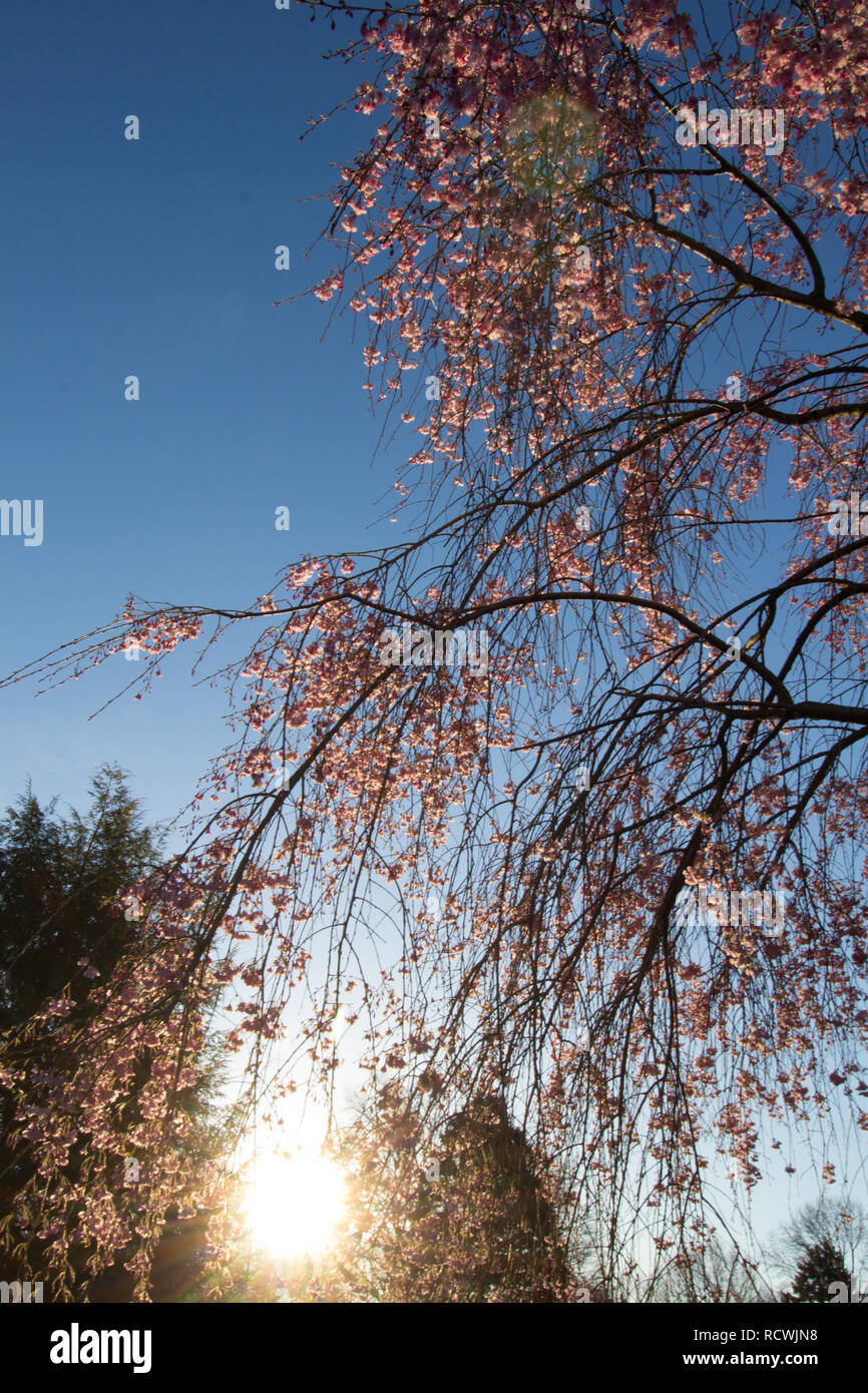 Weeping Cherry Tree in Spring, Ohio Stock Photo - Alamy