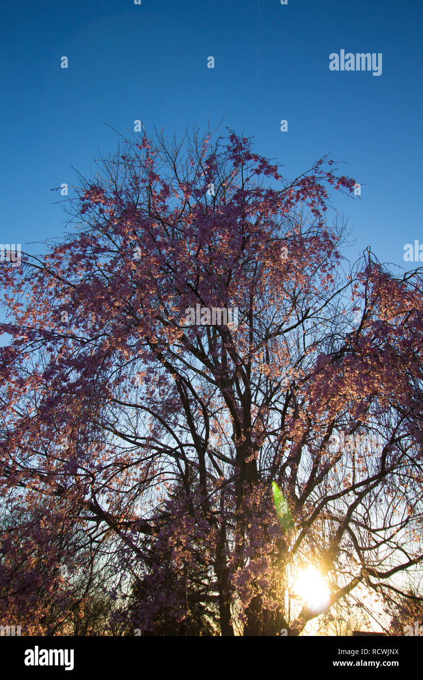 Weeping Cherry Tree in Spring, Ohio Stock Photo - Alamy