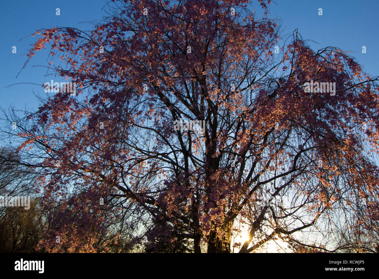 Weeping Cherry Tree in Spring, Ohio Stock Photo - Alamy