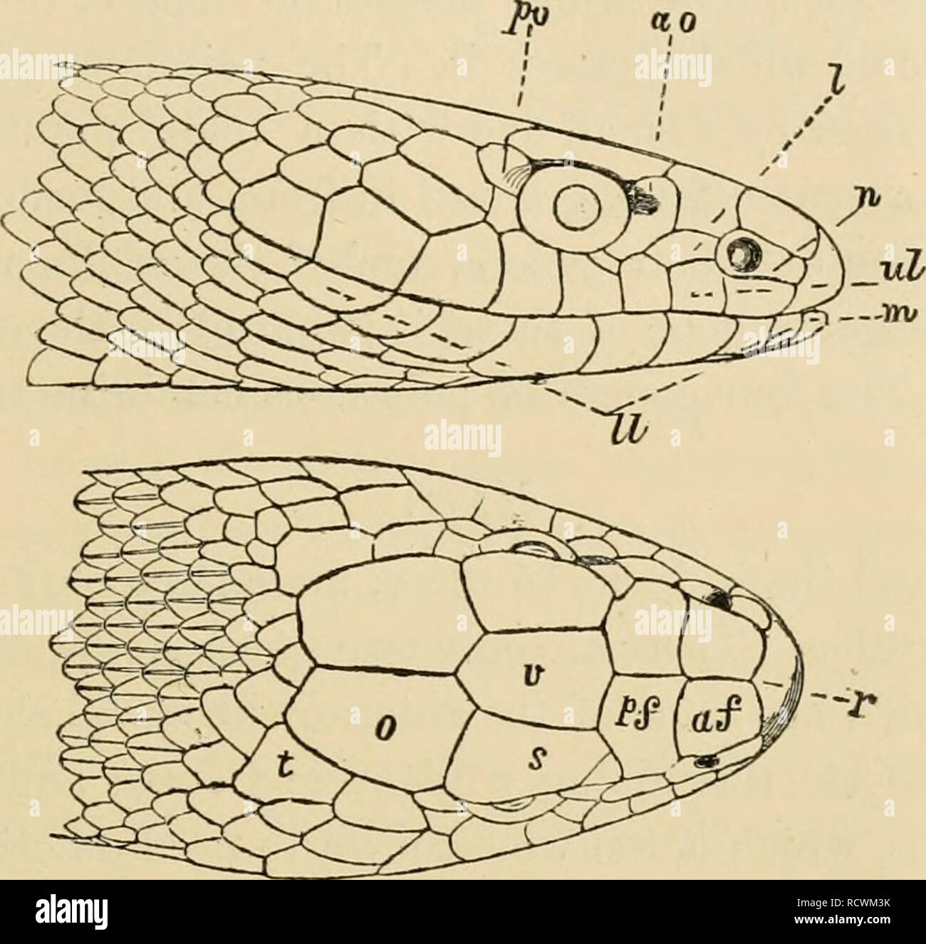 . Descriptive catalogue of the reptiles of British India. Reptiles ...