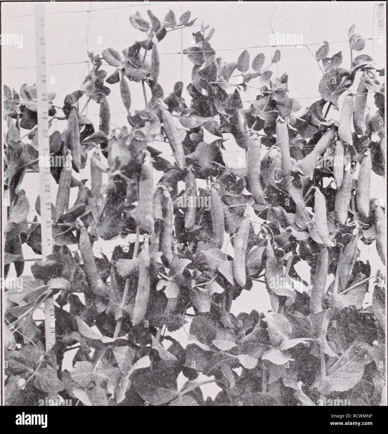 Picking peas alderman hi-res stock photography and images - Alamy