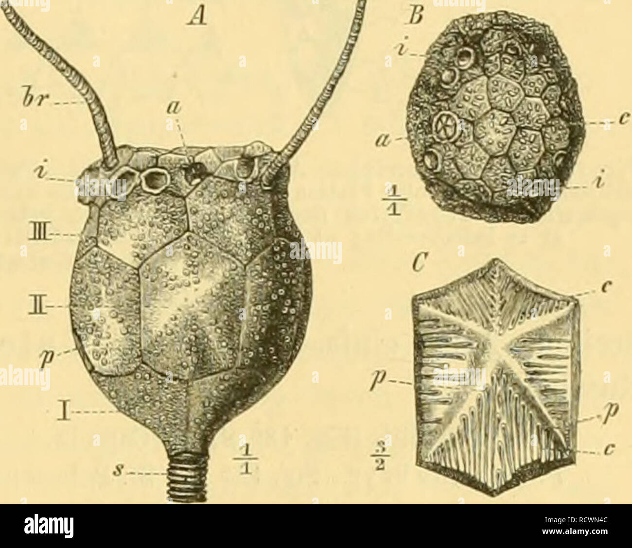 Cystoidea hi-res stock photography and images - Alamy