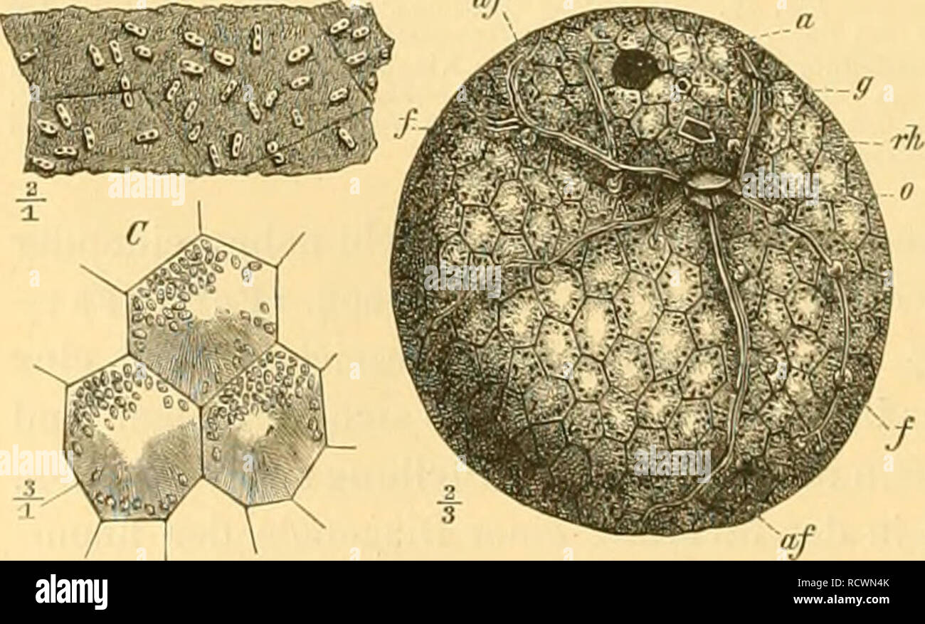 Cystoidea High Resolution Stock Photography and Images - Alamy