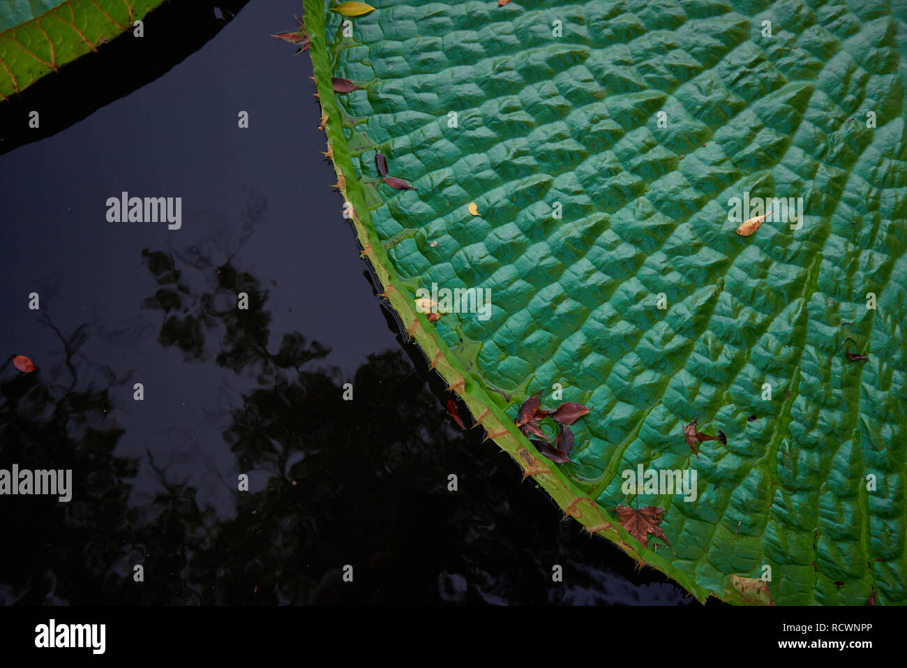 Close up of floating giant water lilies Stock Photo - Alamy