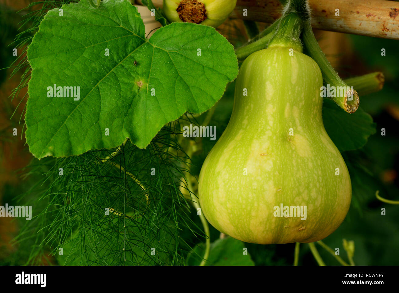 Chayote tree hi-res stock photography and images - Alamy
