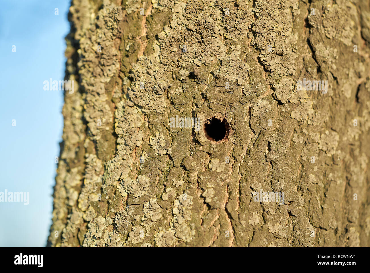 A tree infested by the Asian longhorn beetle in Magdeburg in Germany ...