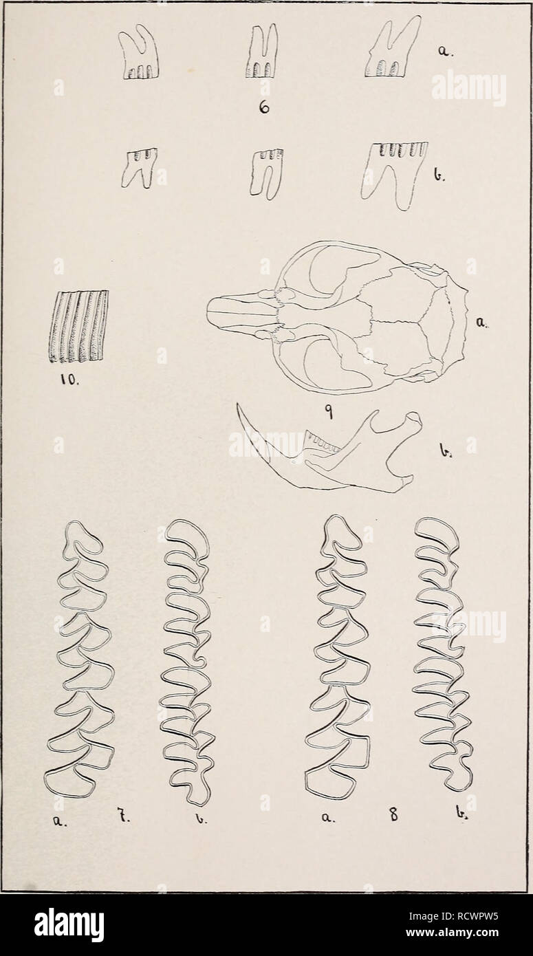 . Description of fourteen new species and one new genus of North ...