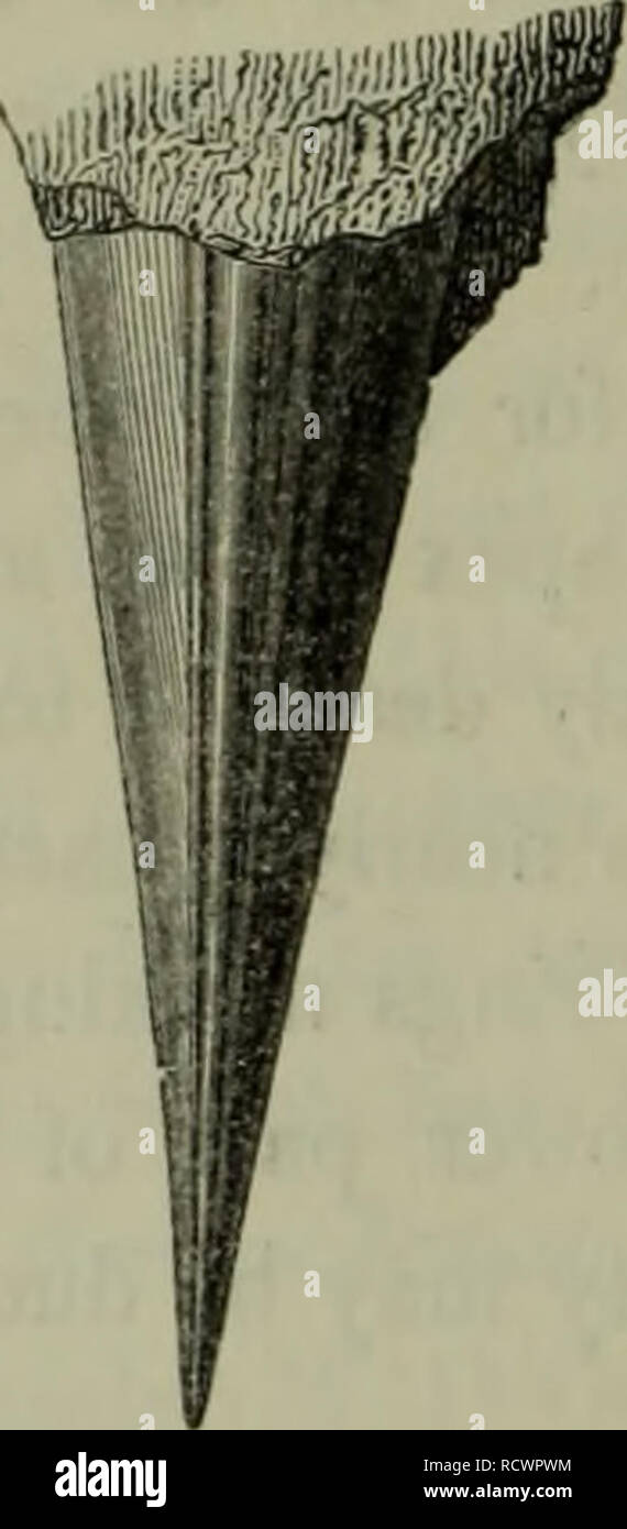 . Description of the fossil remains of Mollusca found in the chalk of ...