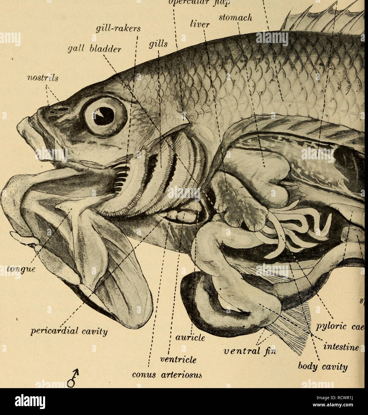 . Elementary zoology. Zoology. swim-bladdi lateral line opercular flap ...