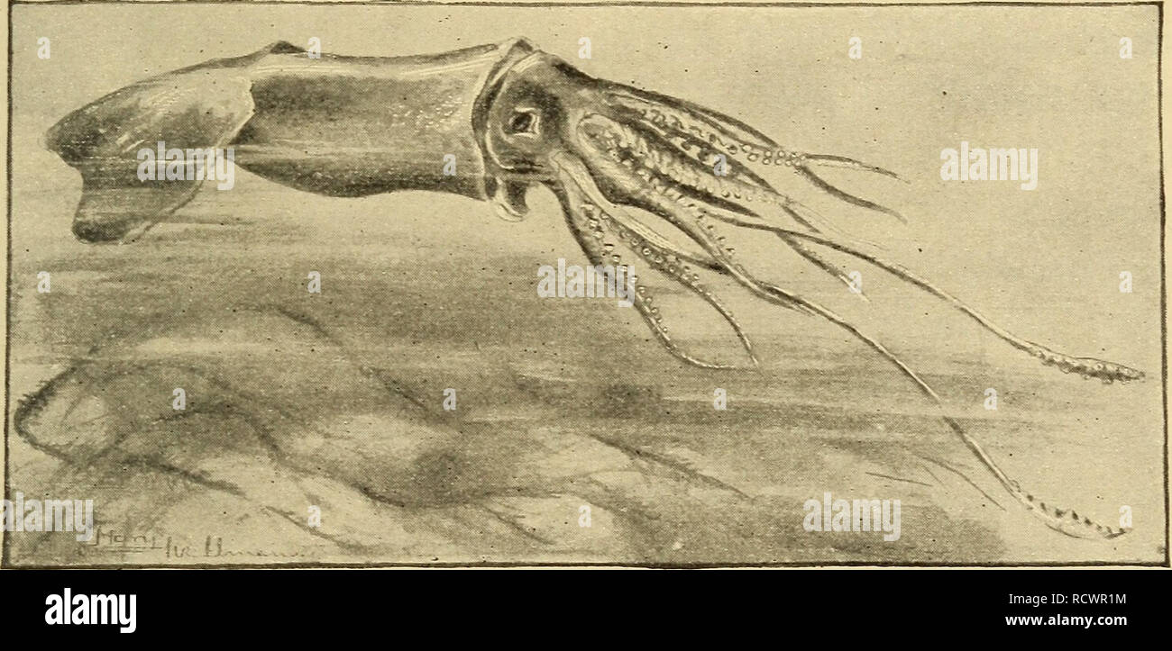 Ink Sac High Resolution Stock Photography and Images - Alamy