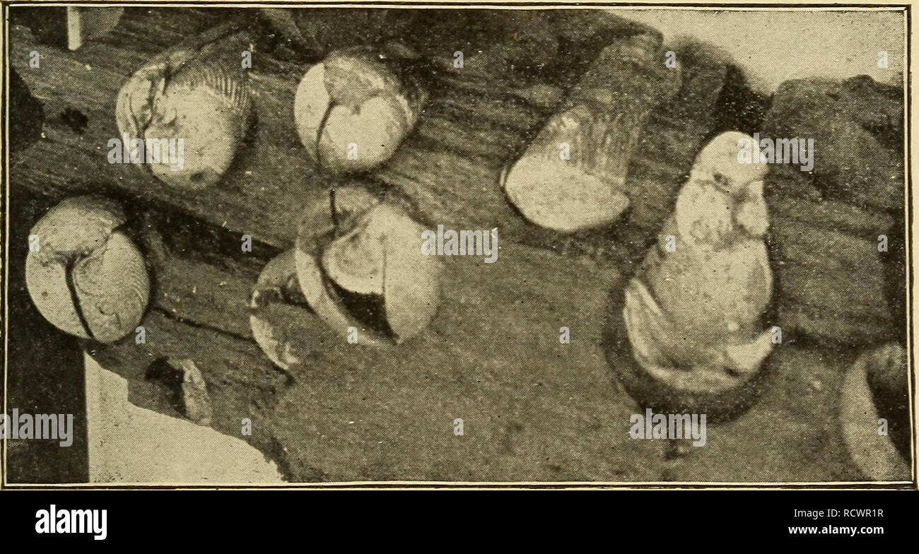 Teredo worm hi-res stock photography and images - Alamy