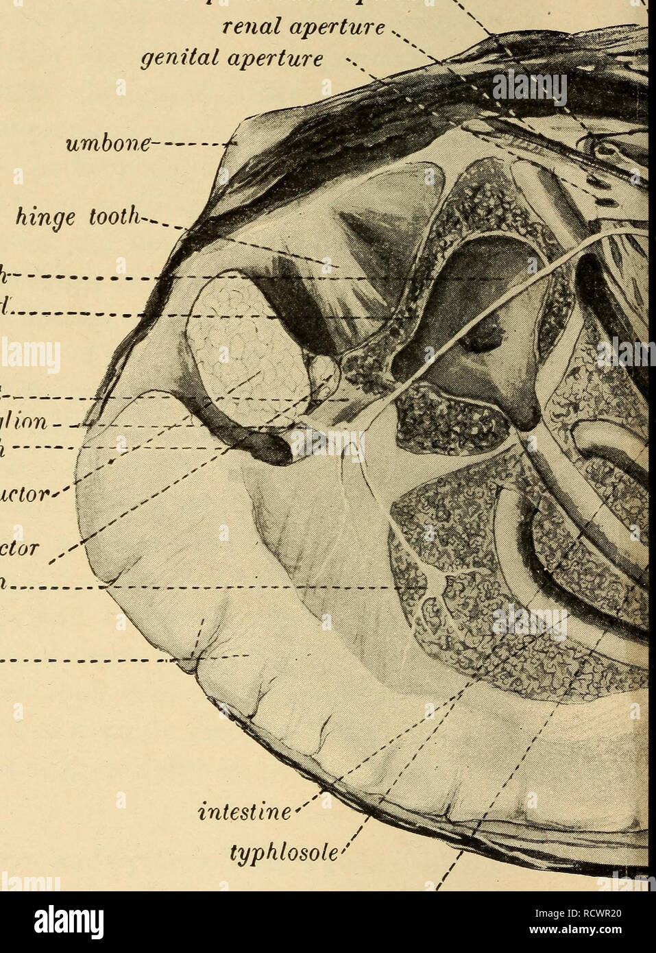 . Elementary zoology. Zoology. hinge ligam reno pericardial aperture s ...