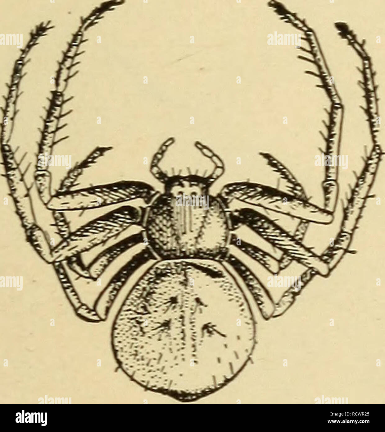 . Elementary zoology. Zoology. BRANCH ARTHROPOD A; CLASS ARACHNIDA ...