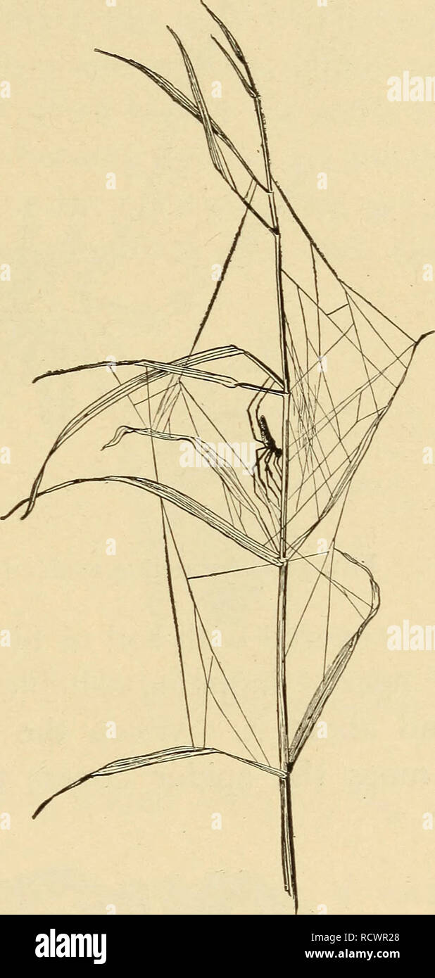 . Elementary zoology. Zoology. Fig. 94.—The six spinner- ets (below) of ...