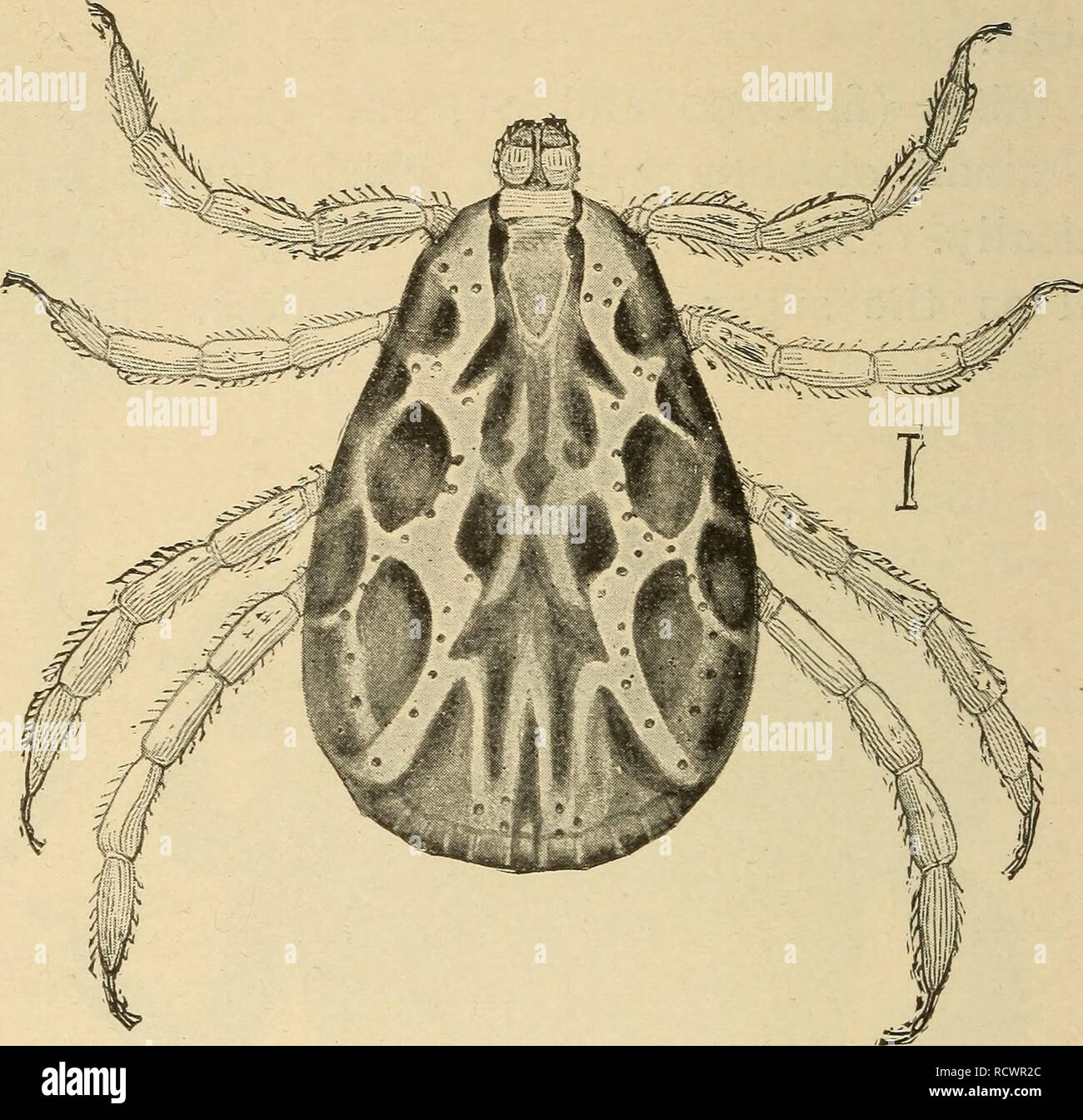 . Elementary zoology. Zoology. 2$2 ELEMENTARY ZOOLOGY the fang, which ...