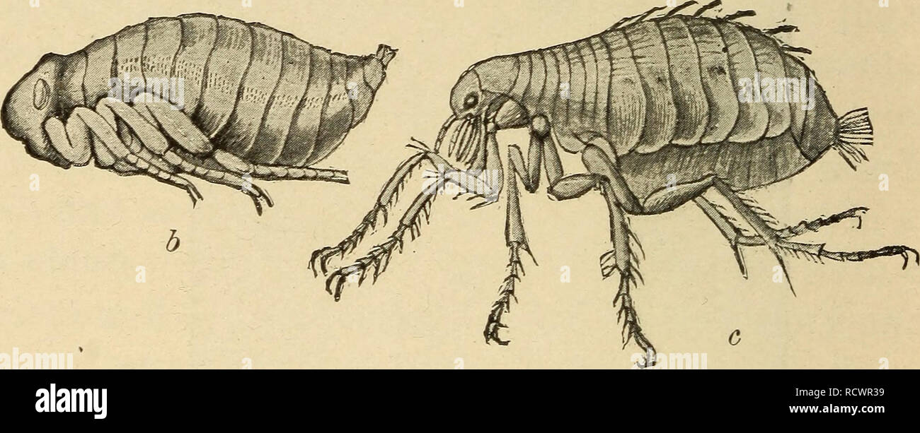 . Elementary zoology. Zoology. Fig. 68.—The house-flea, Pulex irritans ...