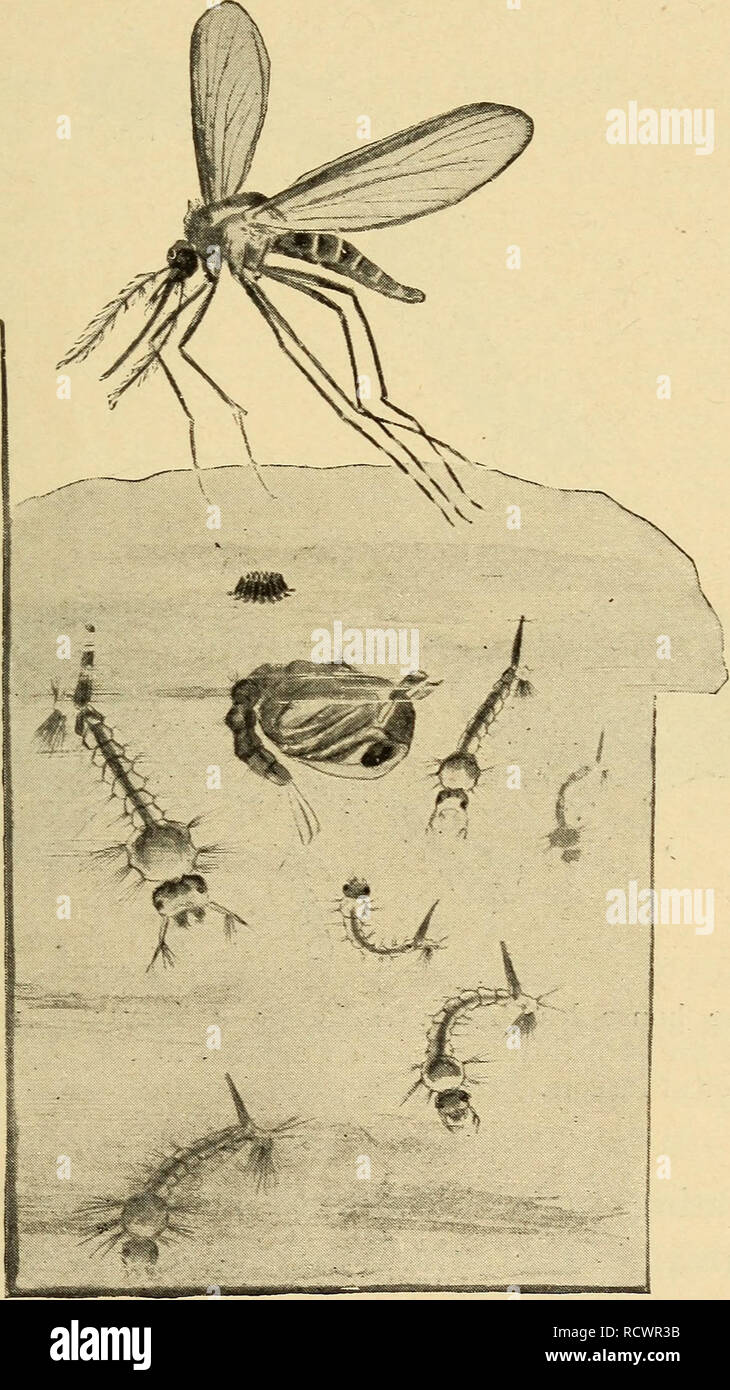 Mosquito eggs in water hi-res stock photography and images - Alamy