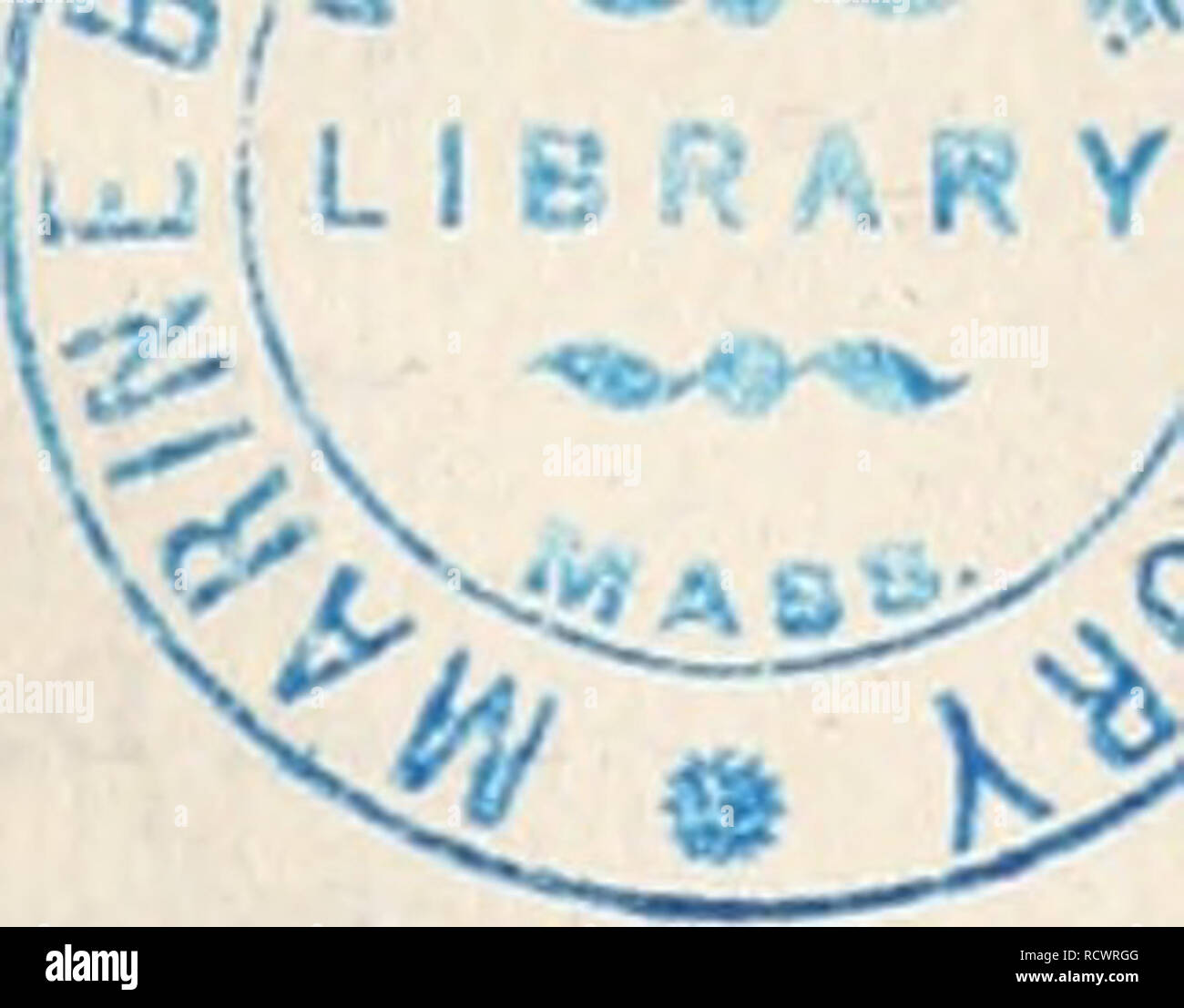 Teredo arenaria hi-res stock photography and images - Alamy