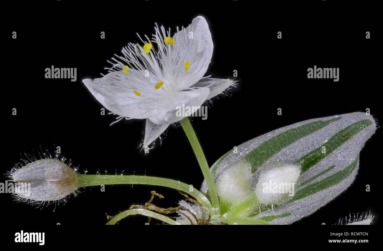 Tradescantia fluminensis (Tradescantia Fluminensis), flower, Austria ...