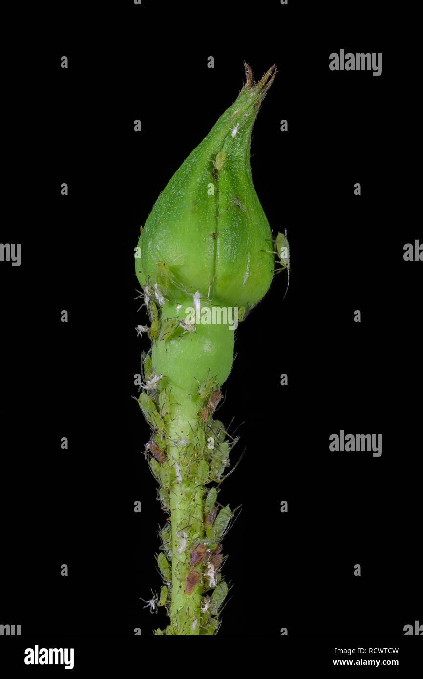 Aphid aphid bug insects aphidoidea plant lice hi-res stock photography ...