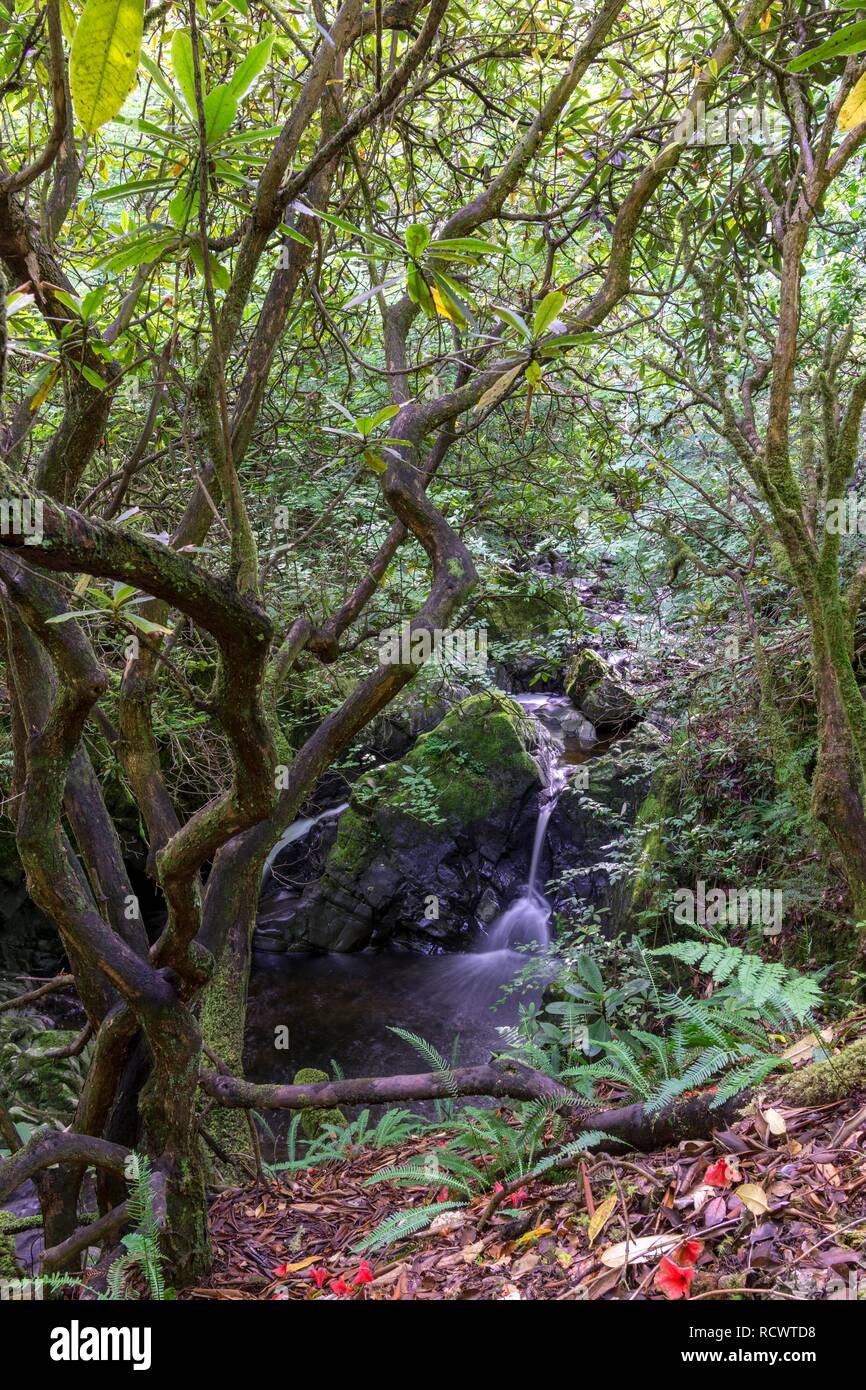 Rhododendron and Waterfall, Crarae Garden (Himalayan Garden), Inveraray ...