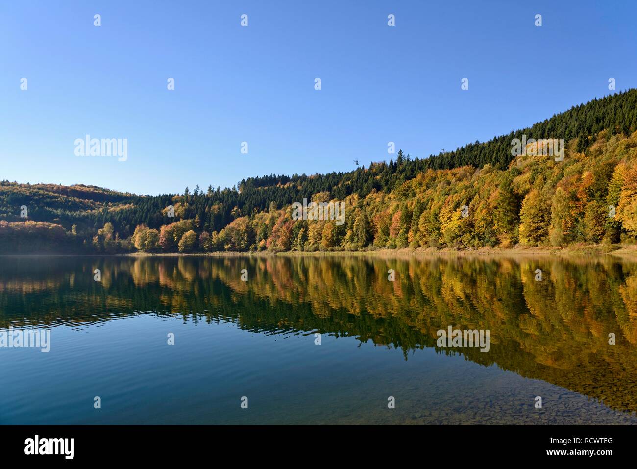 Autumn forest reflected in Hennesee, Hennetalsperre, Sauerland ...