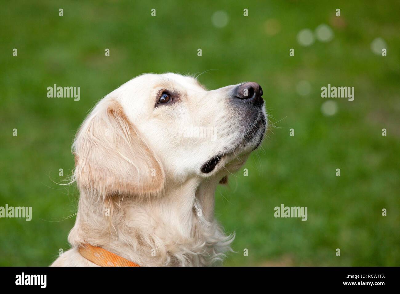 Golden Retriever, portrait Stock Photo - Alamy