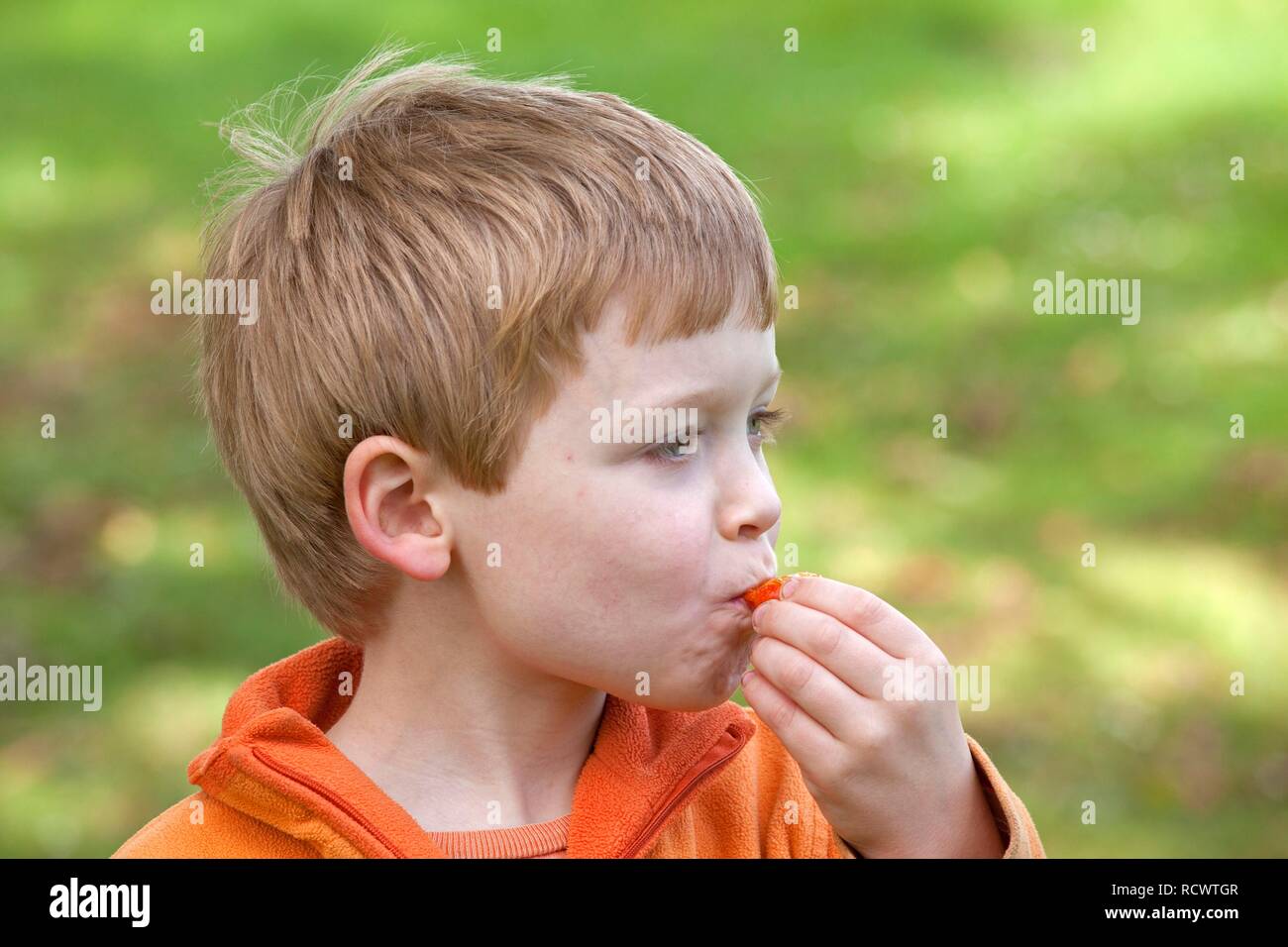 Little boy eating a mirabelle plum Stock Photo - Alamy