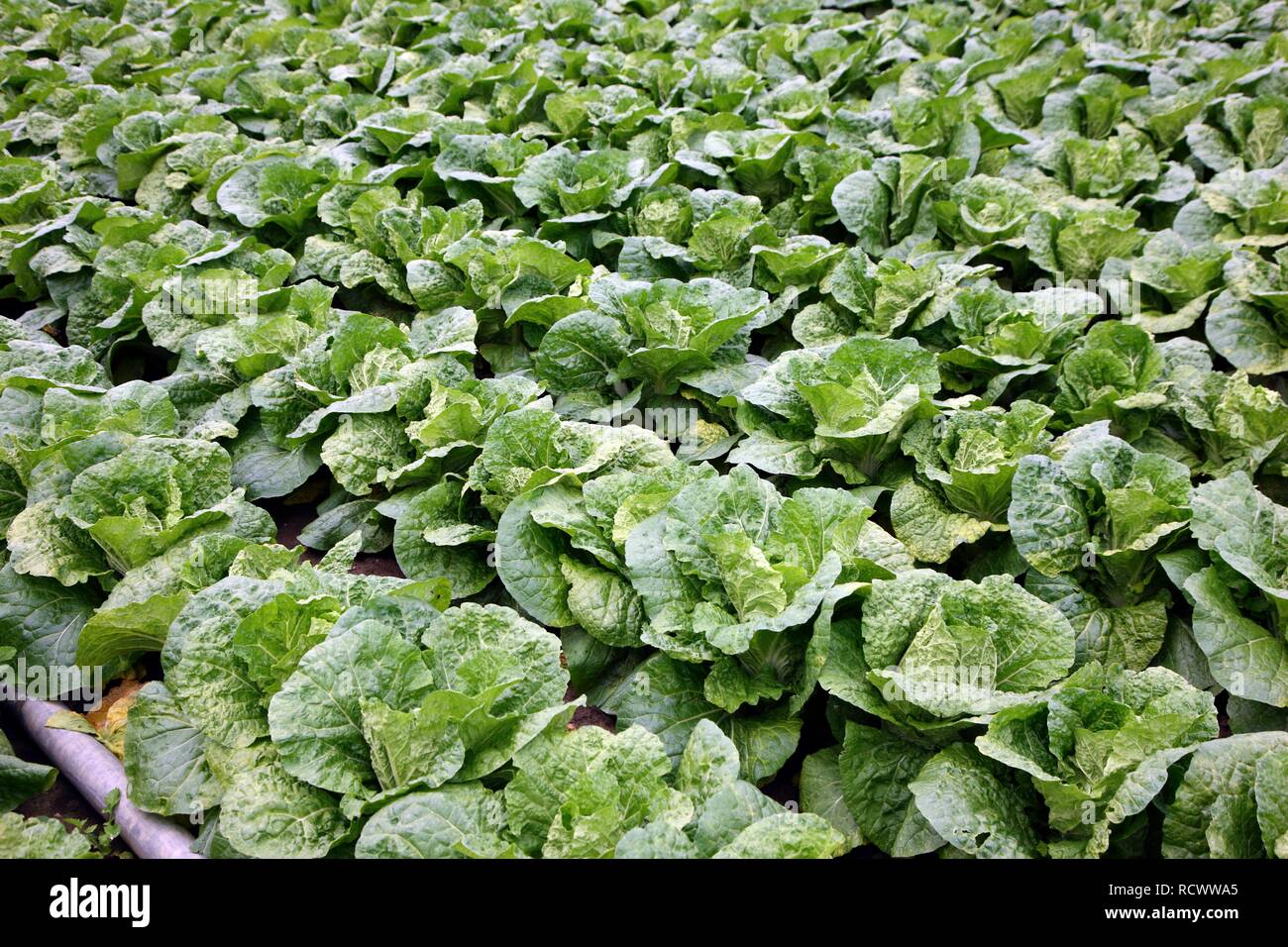 Chinese cabbage growing in hi-res stock photography and images - Alamy