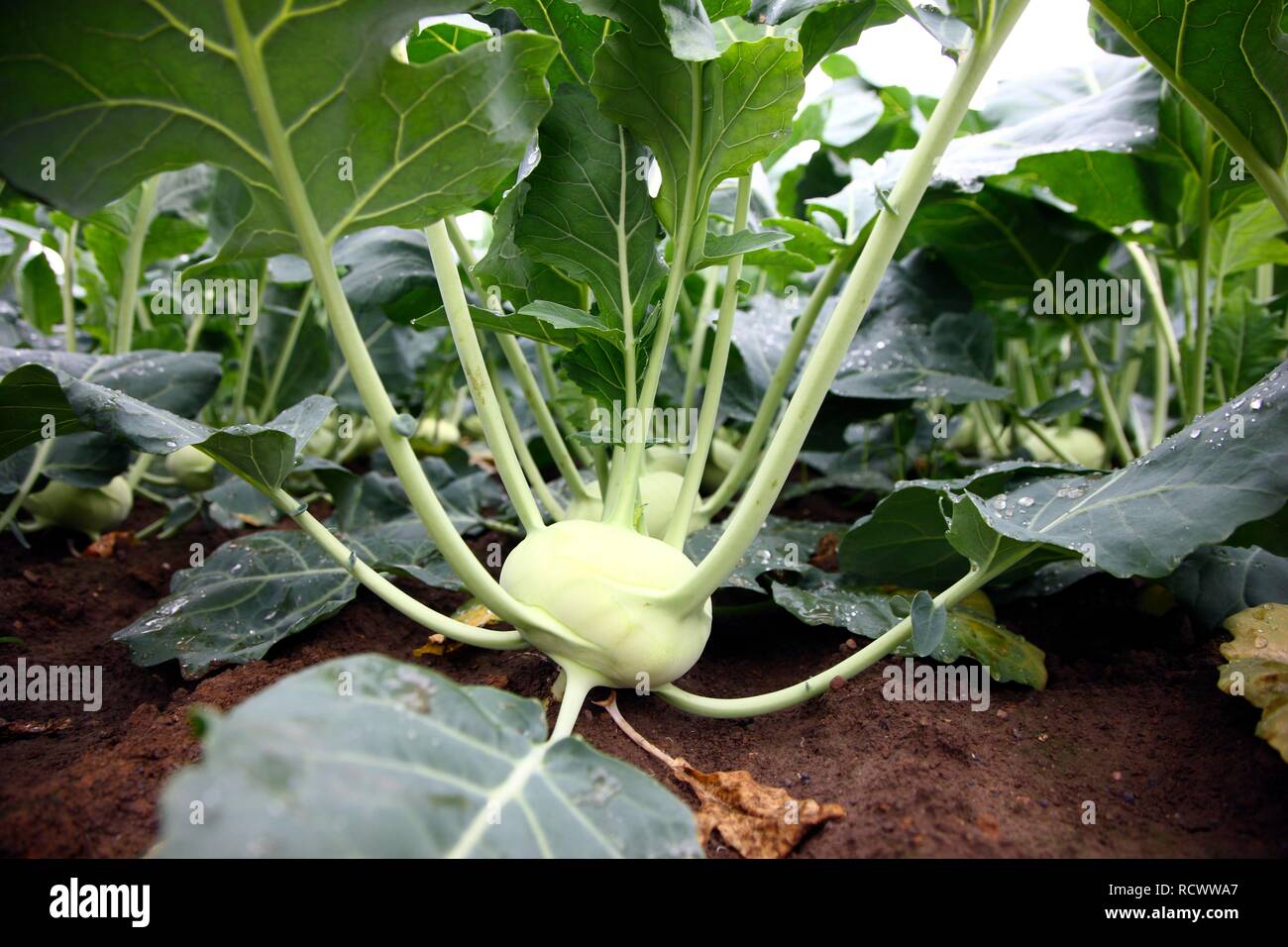 Kohlrabi or stem turnips growing on a field Stock Photo - Alamy