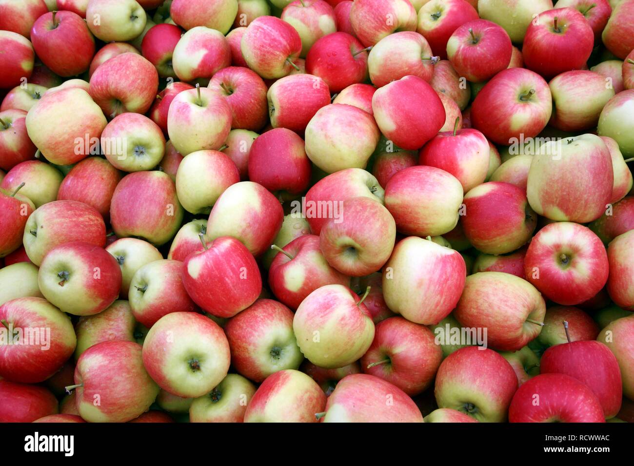 Freshly harvest apple fruits from hi-res stock photography and images ...