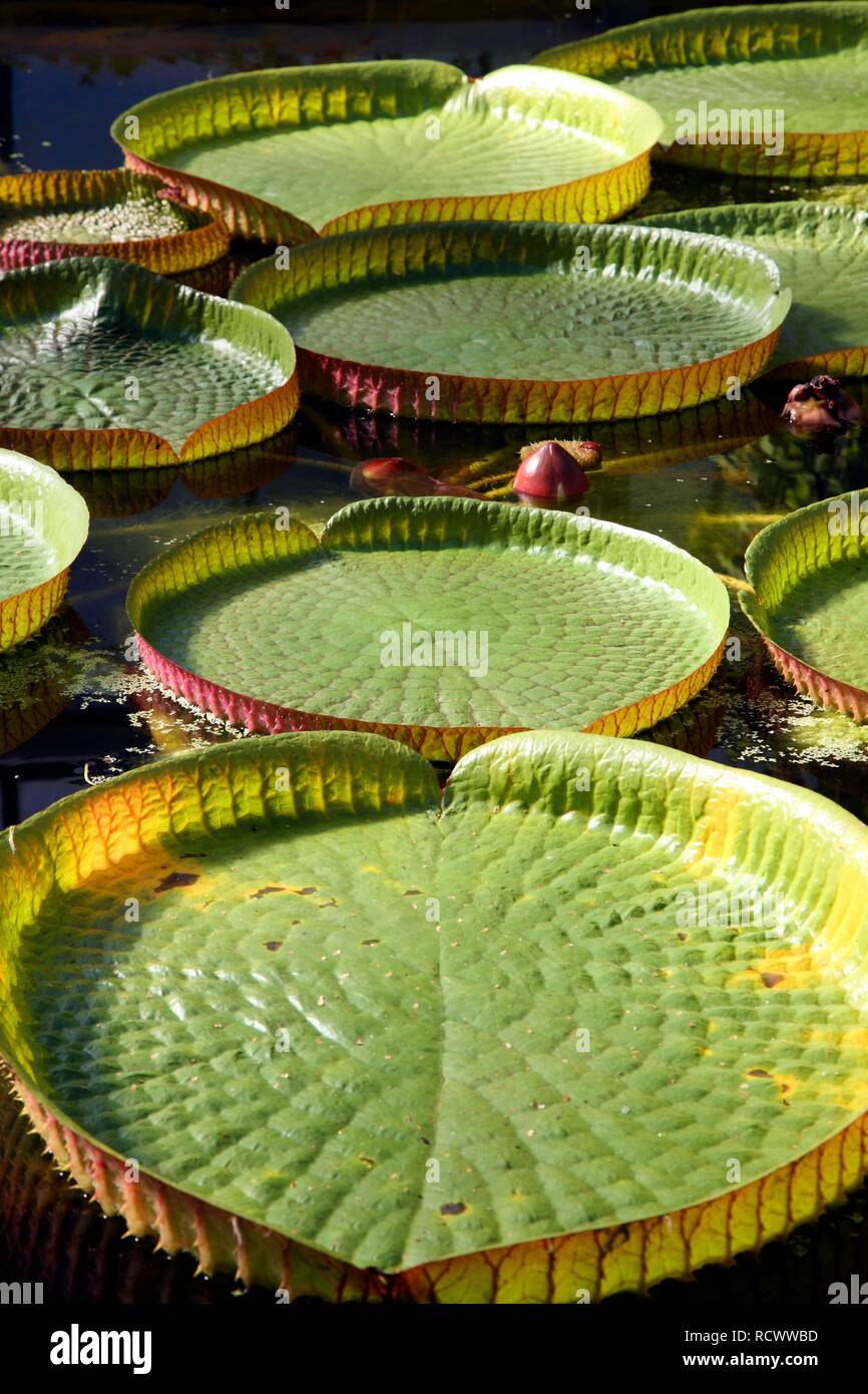 Giant Water Lily (Victoria), lily pond, public Botanical Garden of the ...