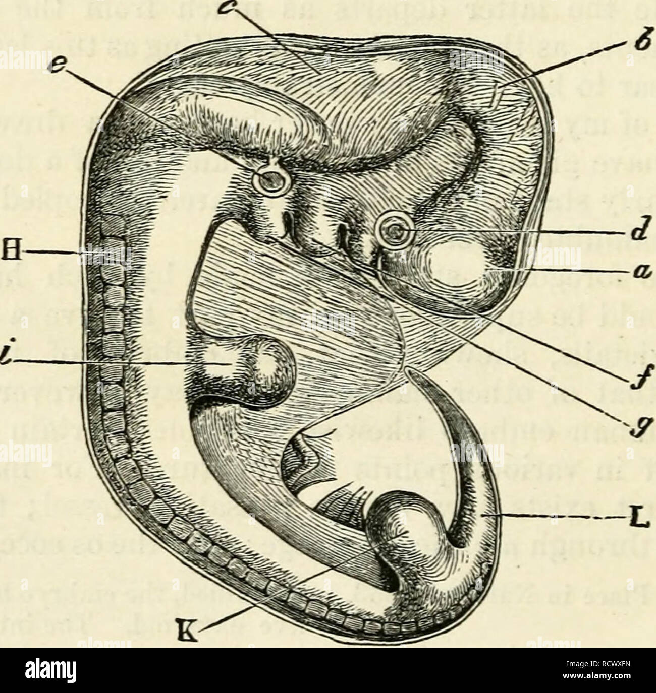 . The descent of man : and selection in relation to sex. Evolution ...