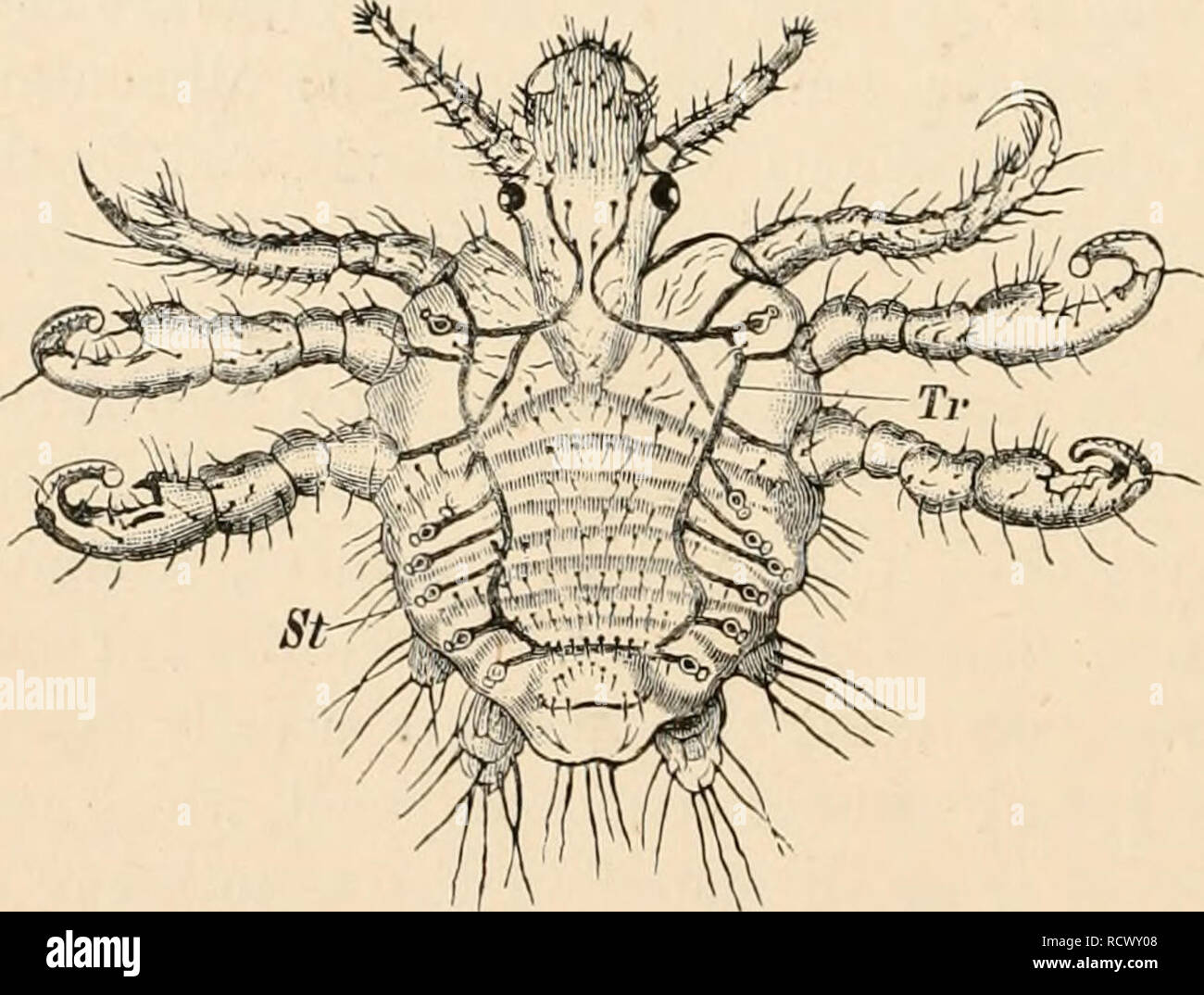 . Elementary text-book of zoology. Zoology. r»i;s INSECTA. rudimentary ...