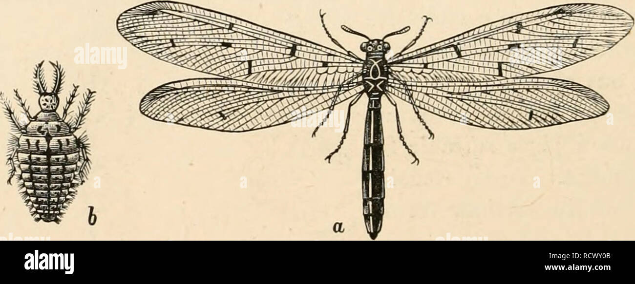 . Elementary text-book of zoology. Zoology. 564 INSECTA. Fain ...