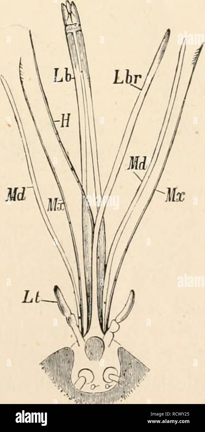 . Elementary text-book of zoology. Zoology. FIG. 432.—Oral apparatus of ...