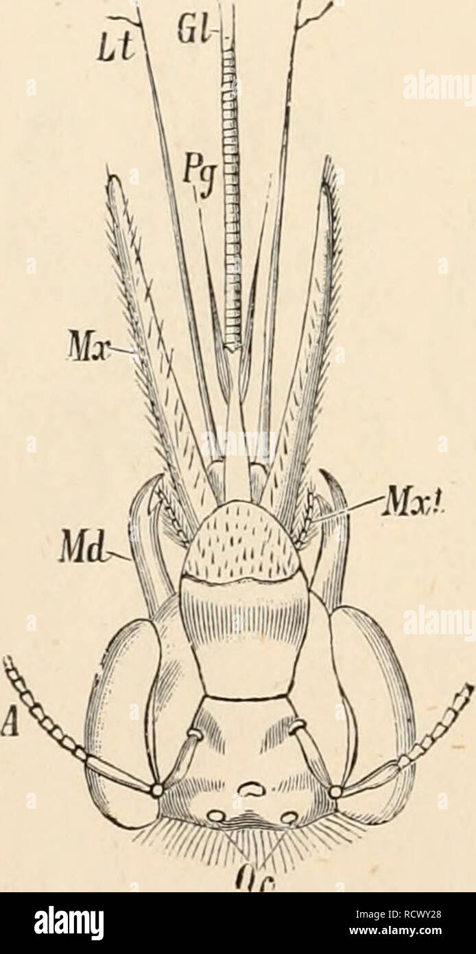 . Elementary text-book of zoology. Zoology. 524 IN SECT A. tera, fig ...